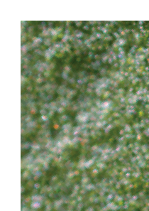 Spidex Vital - Trial Results | Koppert Chile