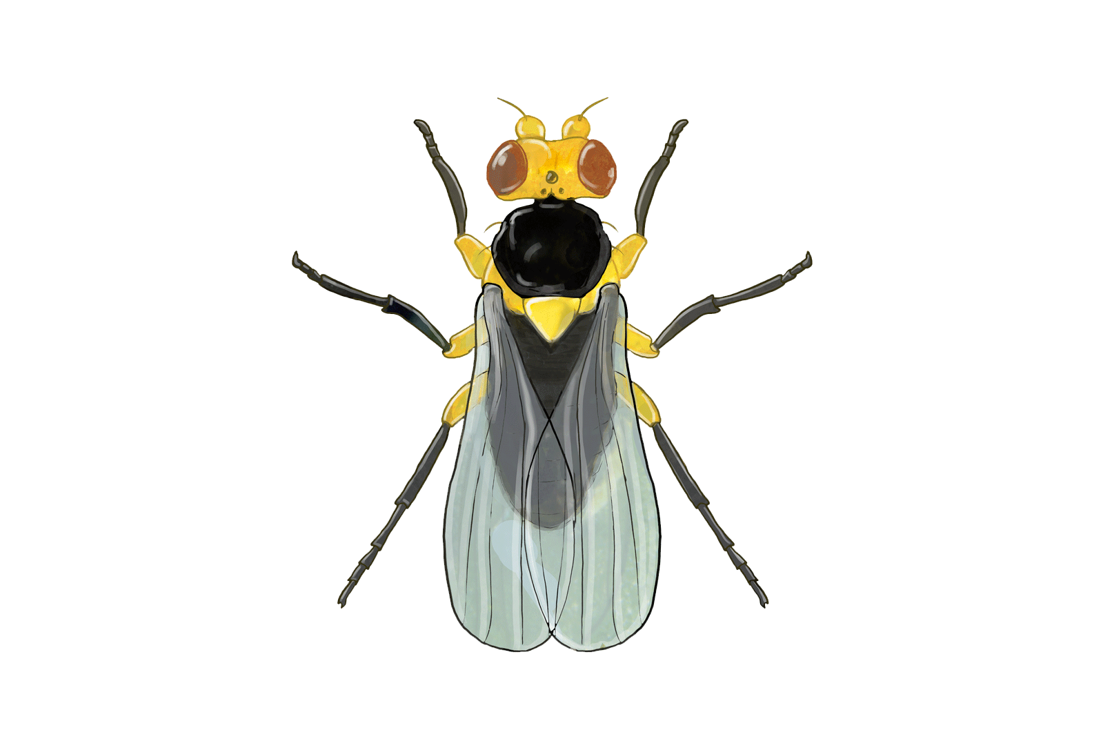 Minadores de hojas | Koppert Chile