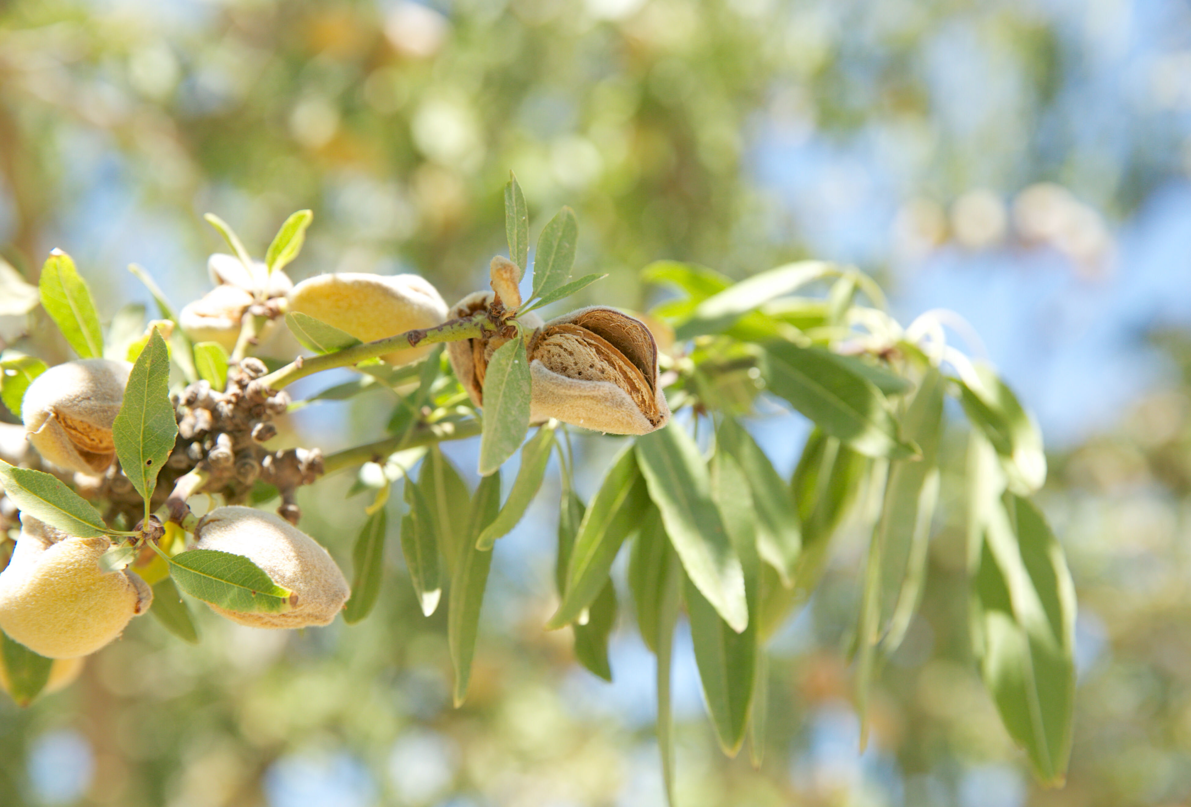Almendra | Koppert Chile