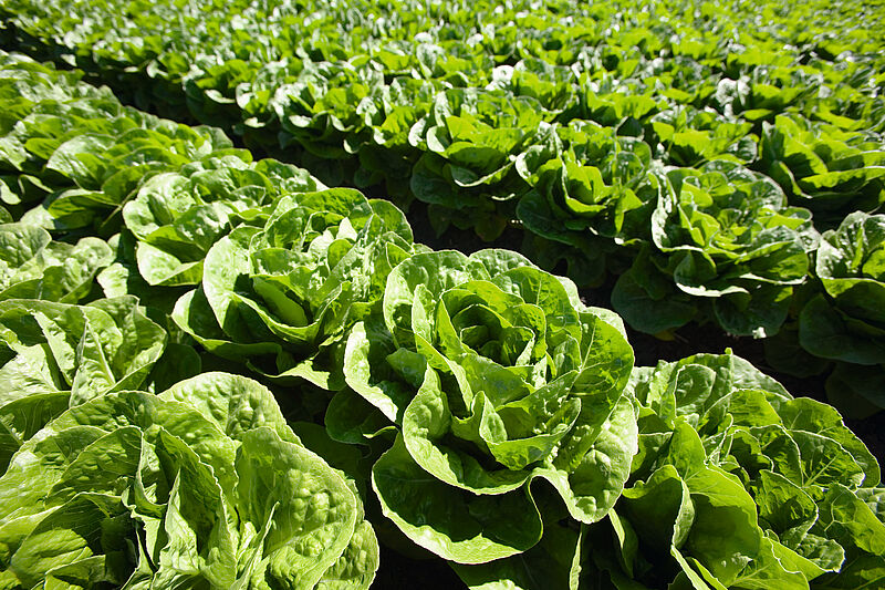 Lechuga | Koppert Chile