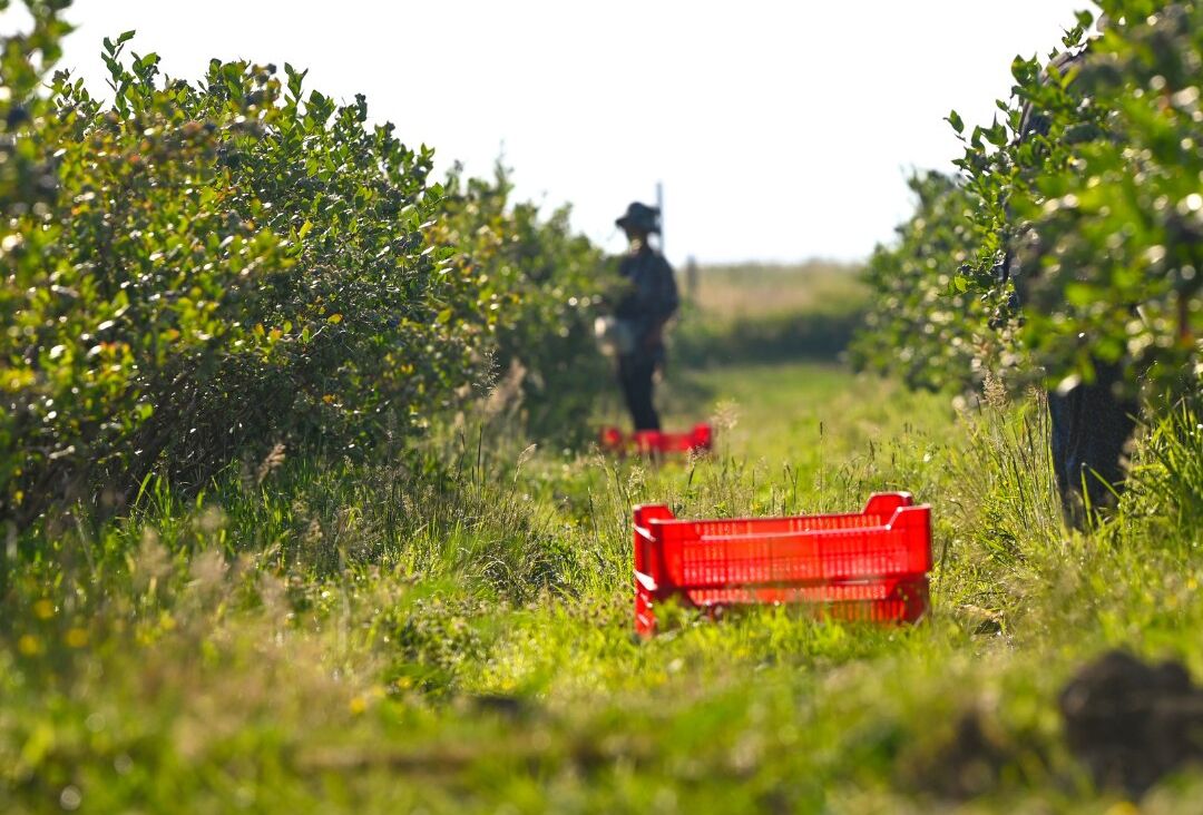 MerryBerry: Polinización de abejorros en arándanos con Natupol Booster