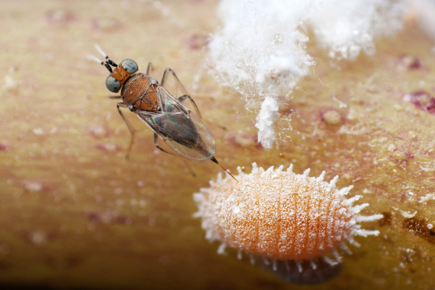 Avispas Parasitoides para el Control de Plagas