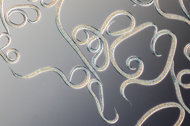 Control Biológico Eficiente de Plagas en Diversos Cultivos: Capirel y ...