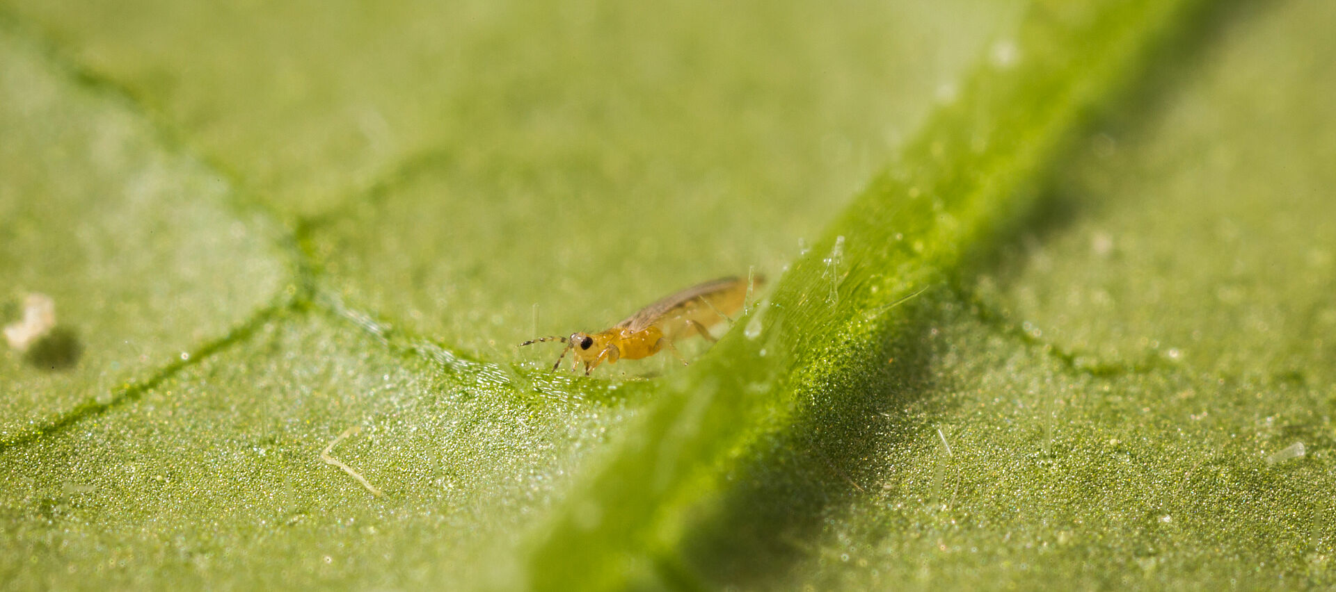 Trips | Koppert Chile