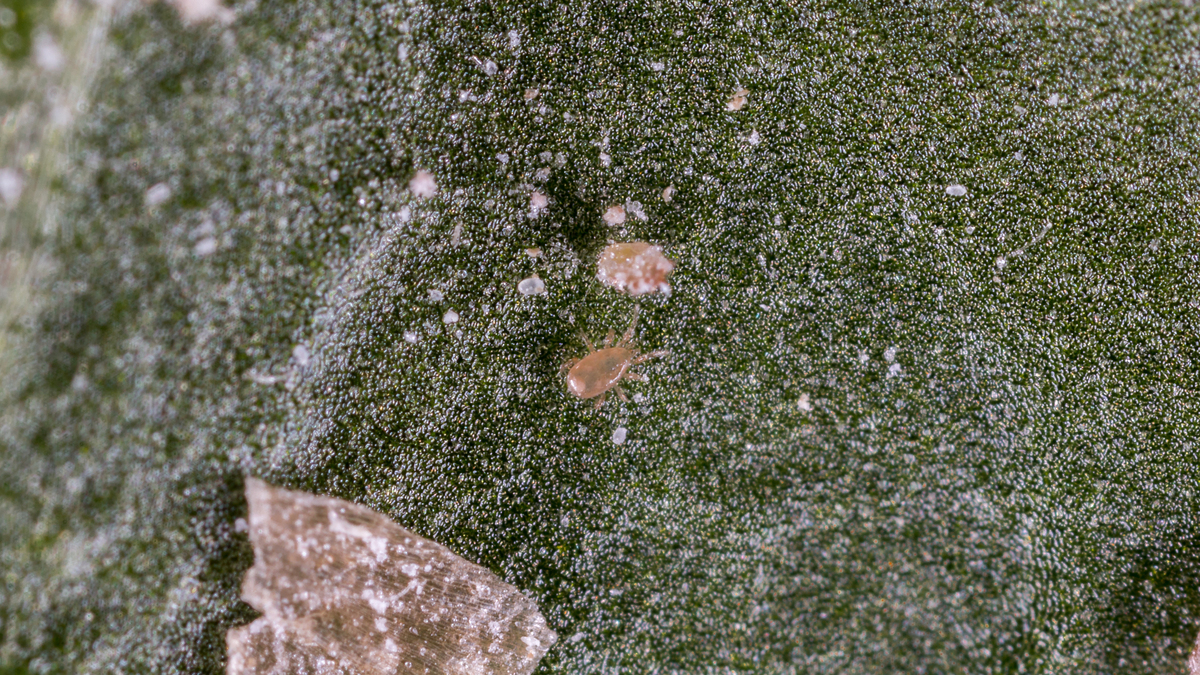 Thripex-Plus | Koppert Productos