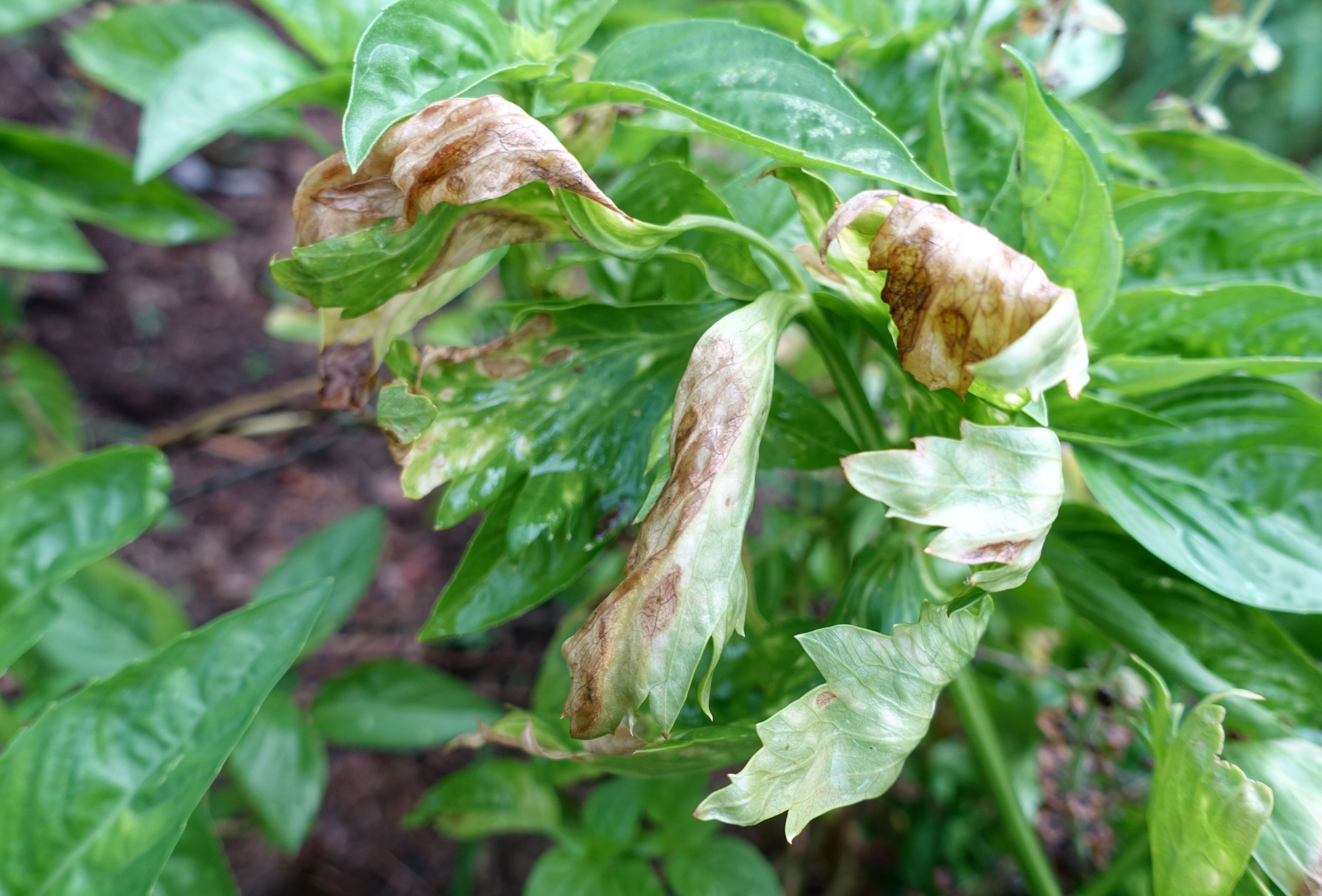 Tizón temprano | Koppert Chile