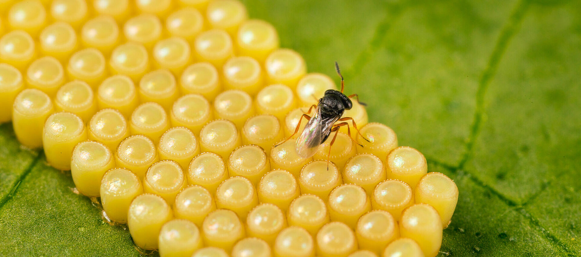 Avispas Parasitoides para el Control de Plagas