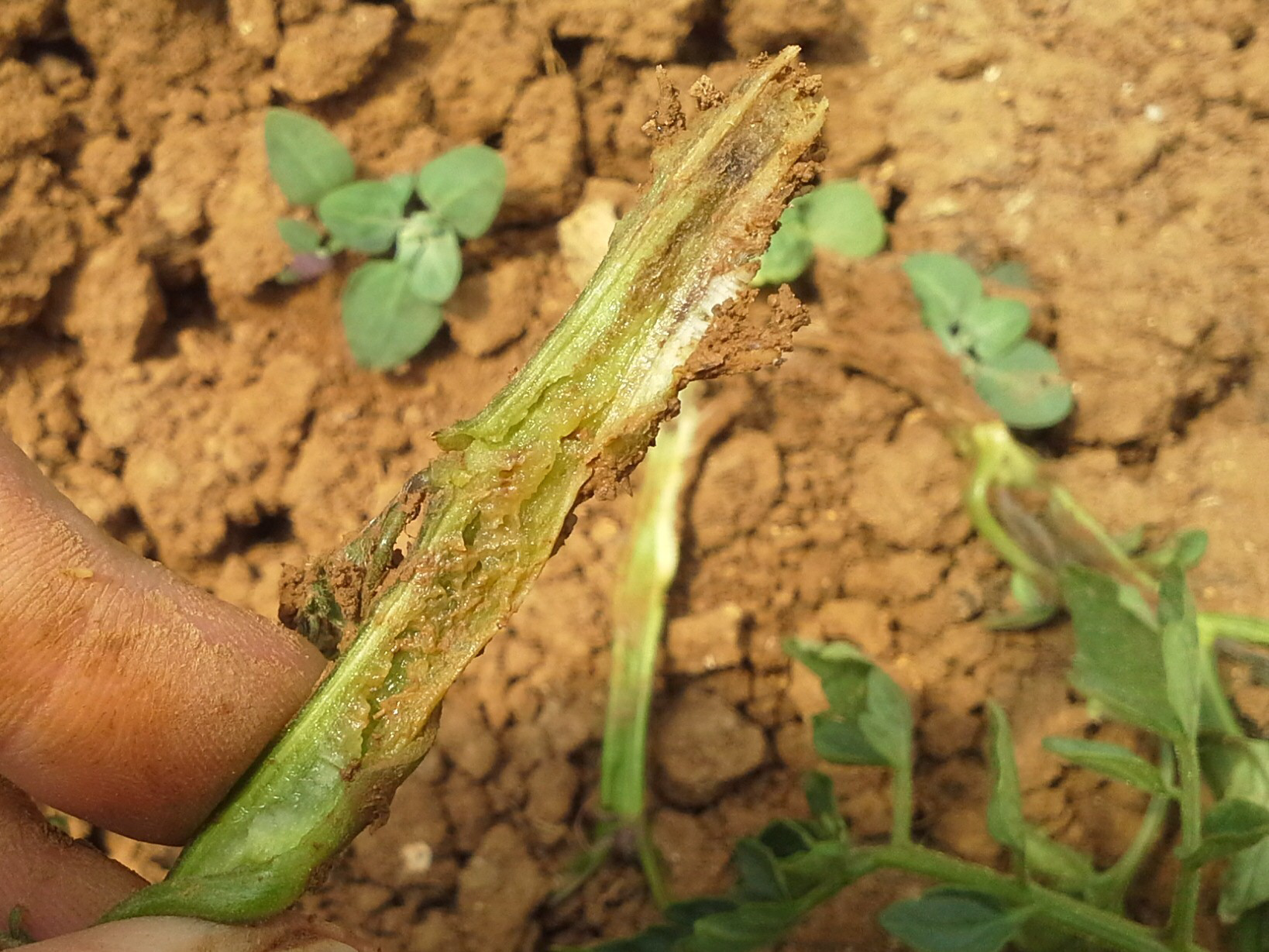 Marchitez vascular | Koppert Chile