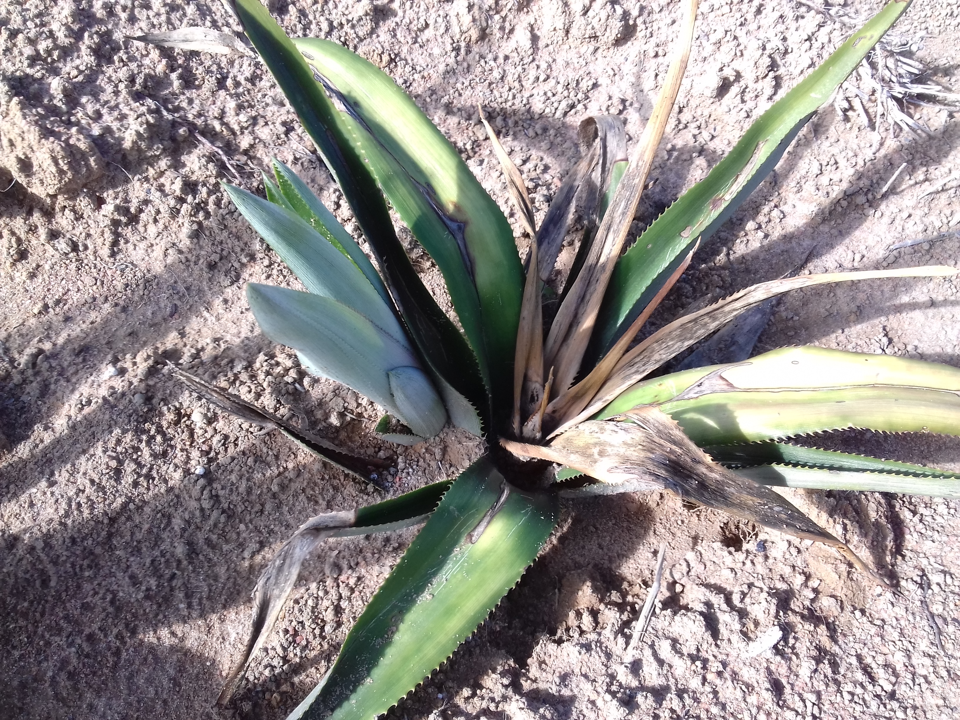 Fusarium spp - Prevención, control y daños